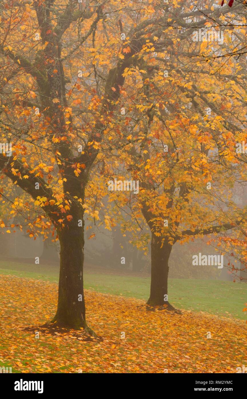 Portland oregon autumn tree hi-res stock photography and images - Alamy