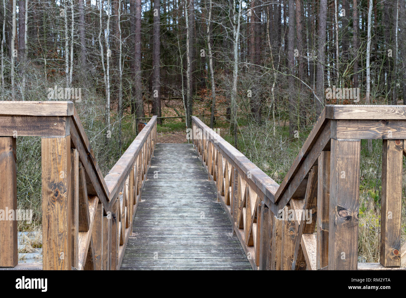 A solid wooden bridge over the forested wetlands. Forest reserve of ...
