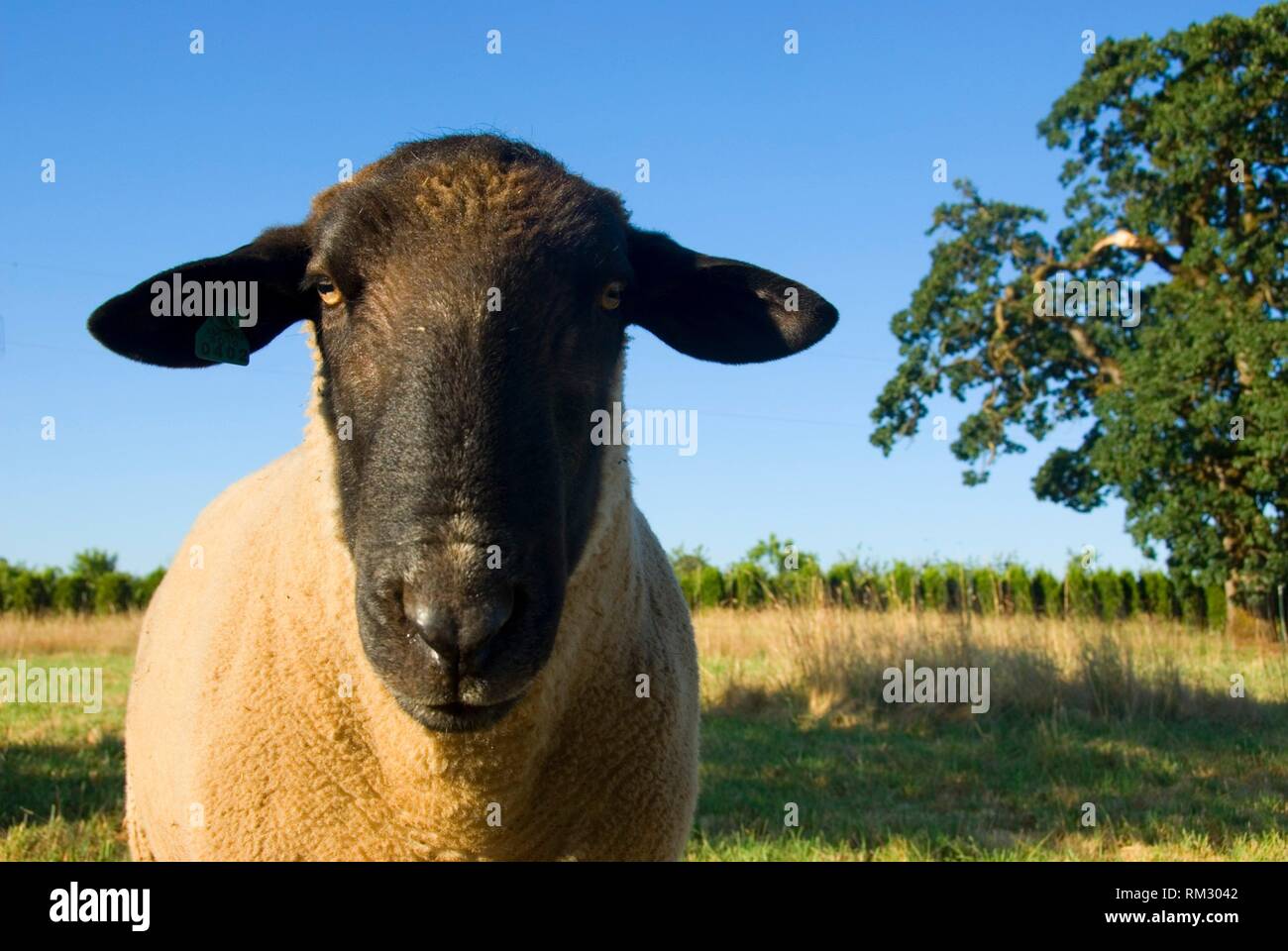 Suffolk ram hi-res stock photography and images - Alamy