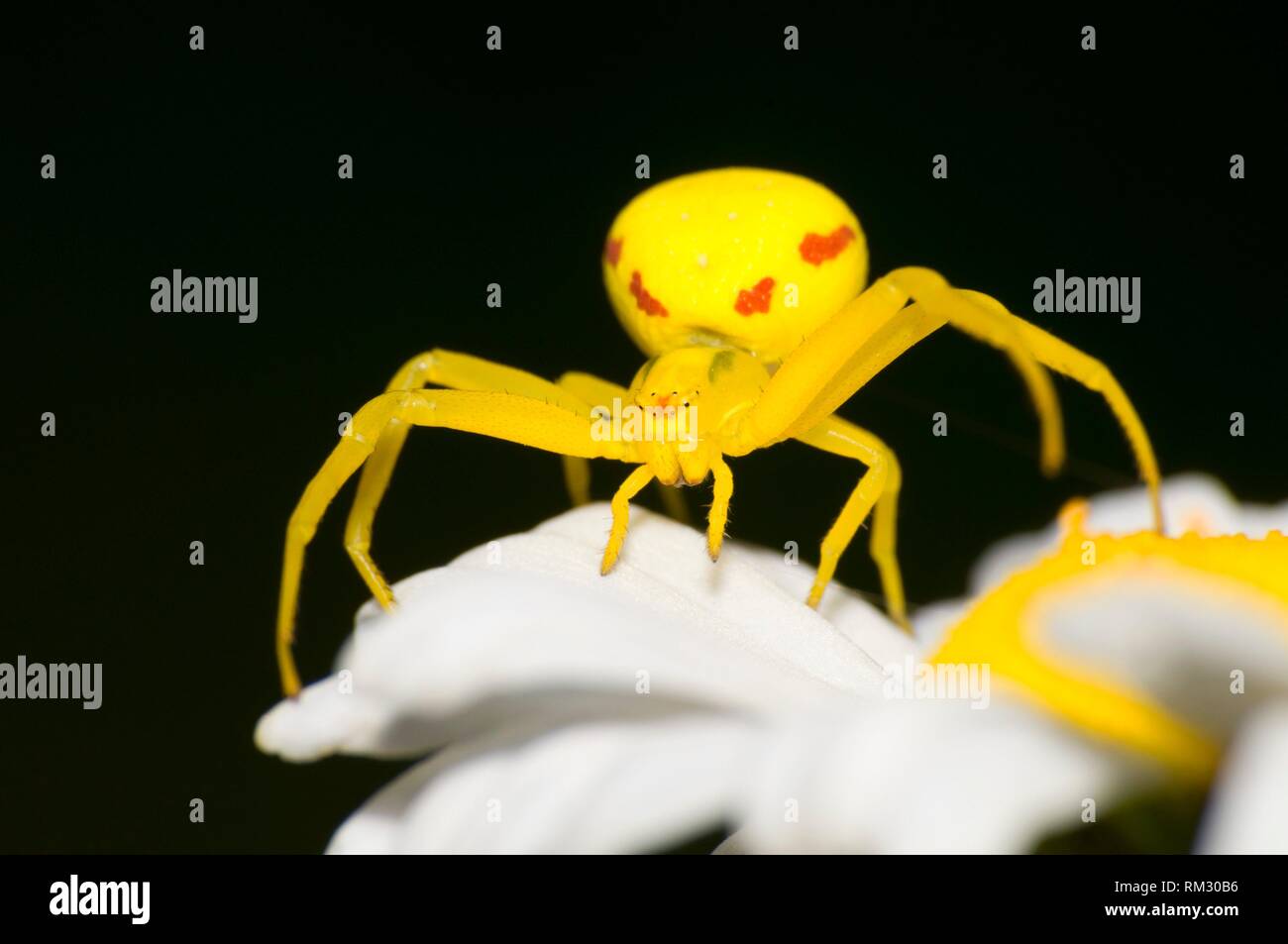 Spider Daisy High Resolution Stock Photography and Images - Alamy