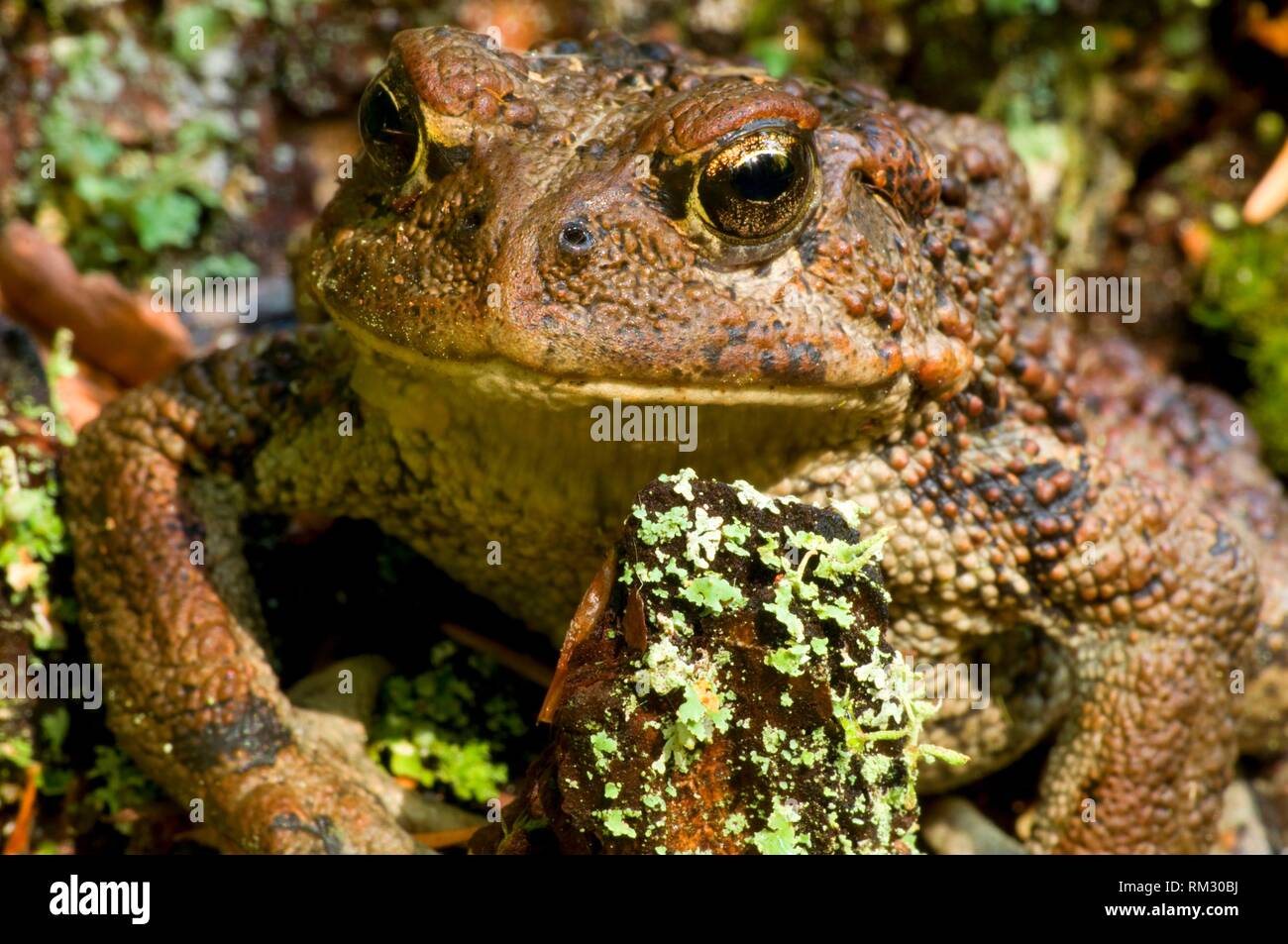 Bufo Boreas High Resolution Stock Photography and Images - Alamy