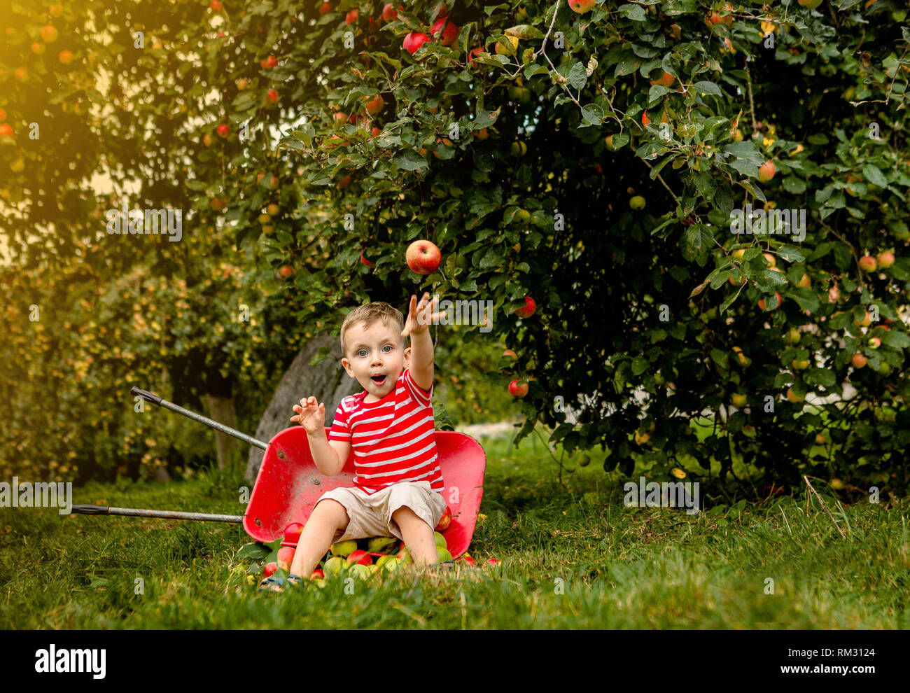 Child picking apples on a farm. Little boy playing in apple tree ...