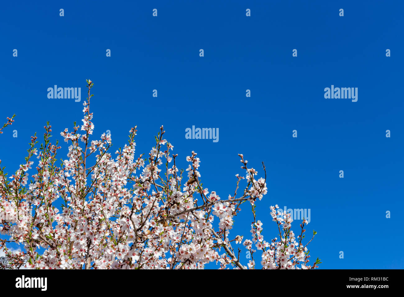 Almond blossom, prunus dulcis in the Jalon Valley, Costa Blanca, Spain ...