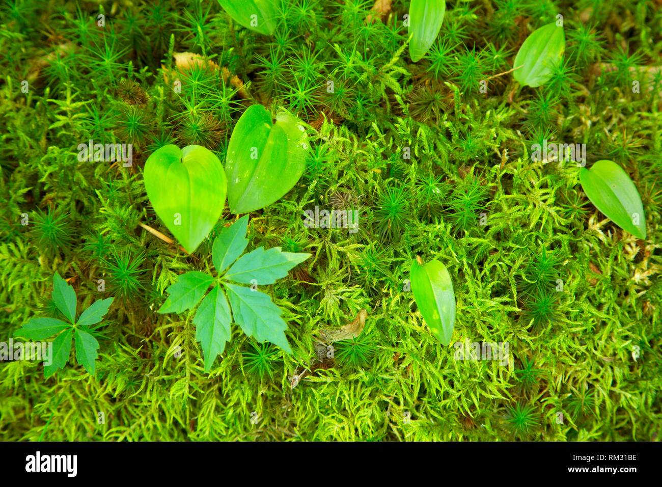 Virginia creeper trail hi-res stock photography and images - Alamy