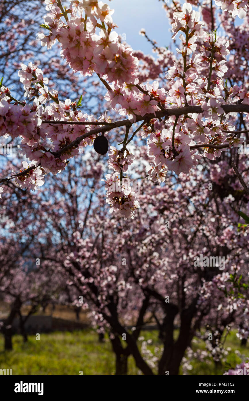 Almond blossom, prunus dulcis in the Jalon Valley, Costa Blanca, Spain ...
