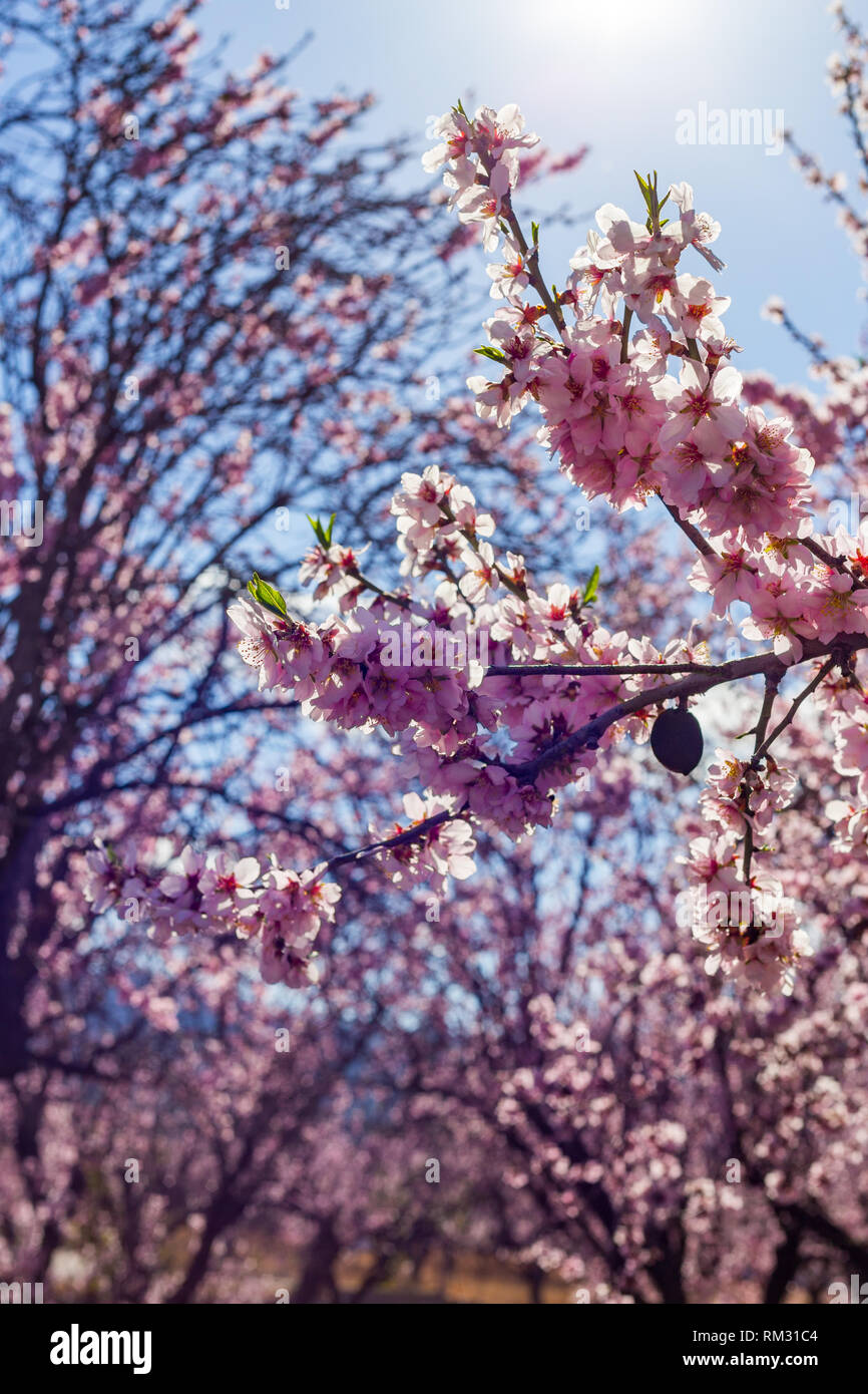 Almond blossom, prunus dulcis in the Jalon Valley, Costa Blanca, Spain ...