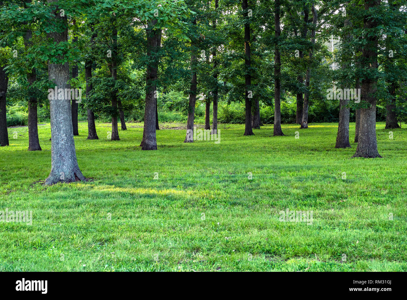 Garden forest park trees hi-res stock photography and images - Alamy