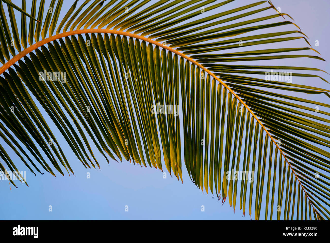 Tropical Palm Frond against blue sky Stock Photo - Alamy