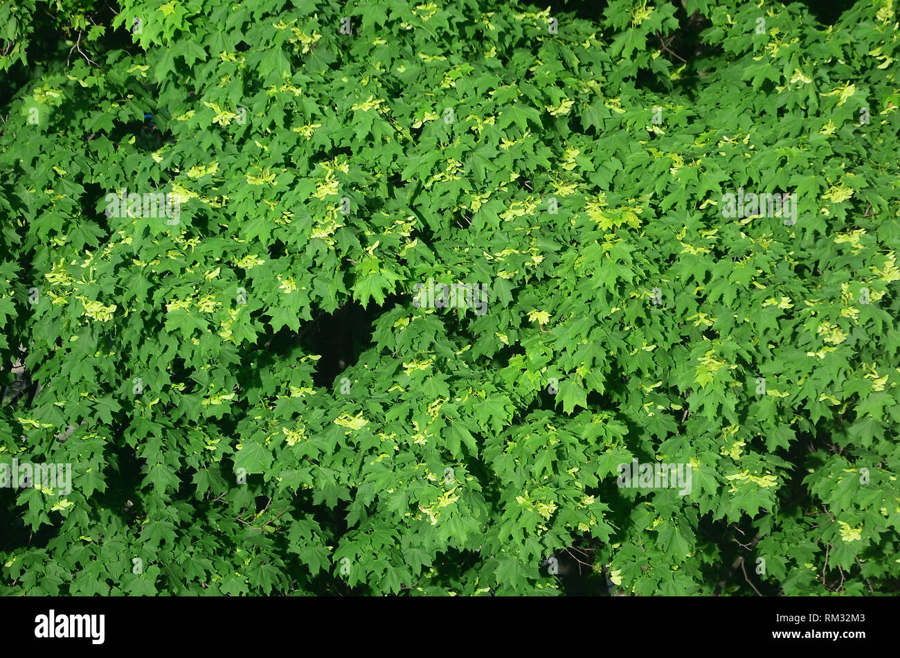Many green flowering maple trees close up top view Stock Photo - Alamy