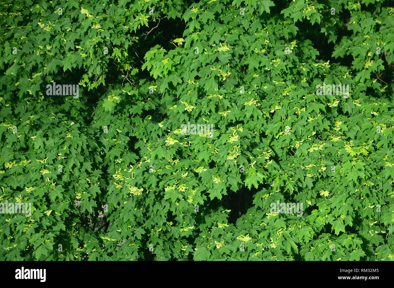 Many green flowering maple trees close up top view Stock Photo - Alamy
