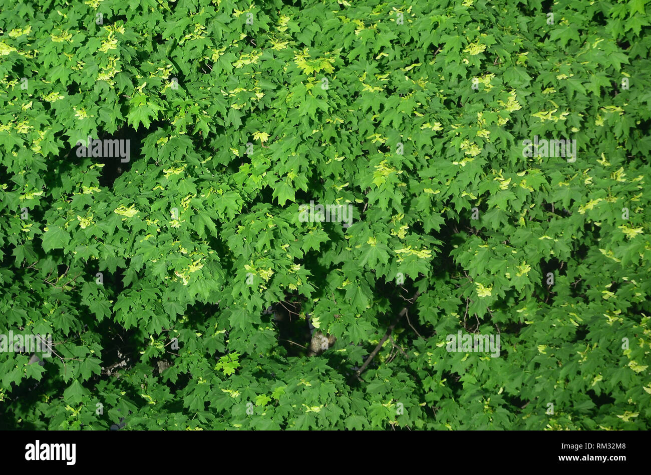 Many green flowering maple trees close up top view Stock Photo - Alamy
