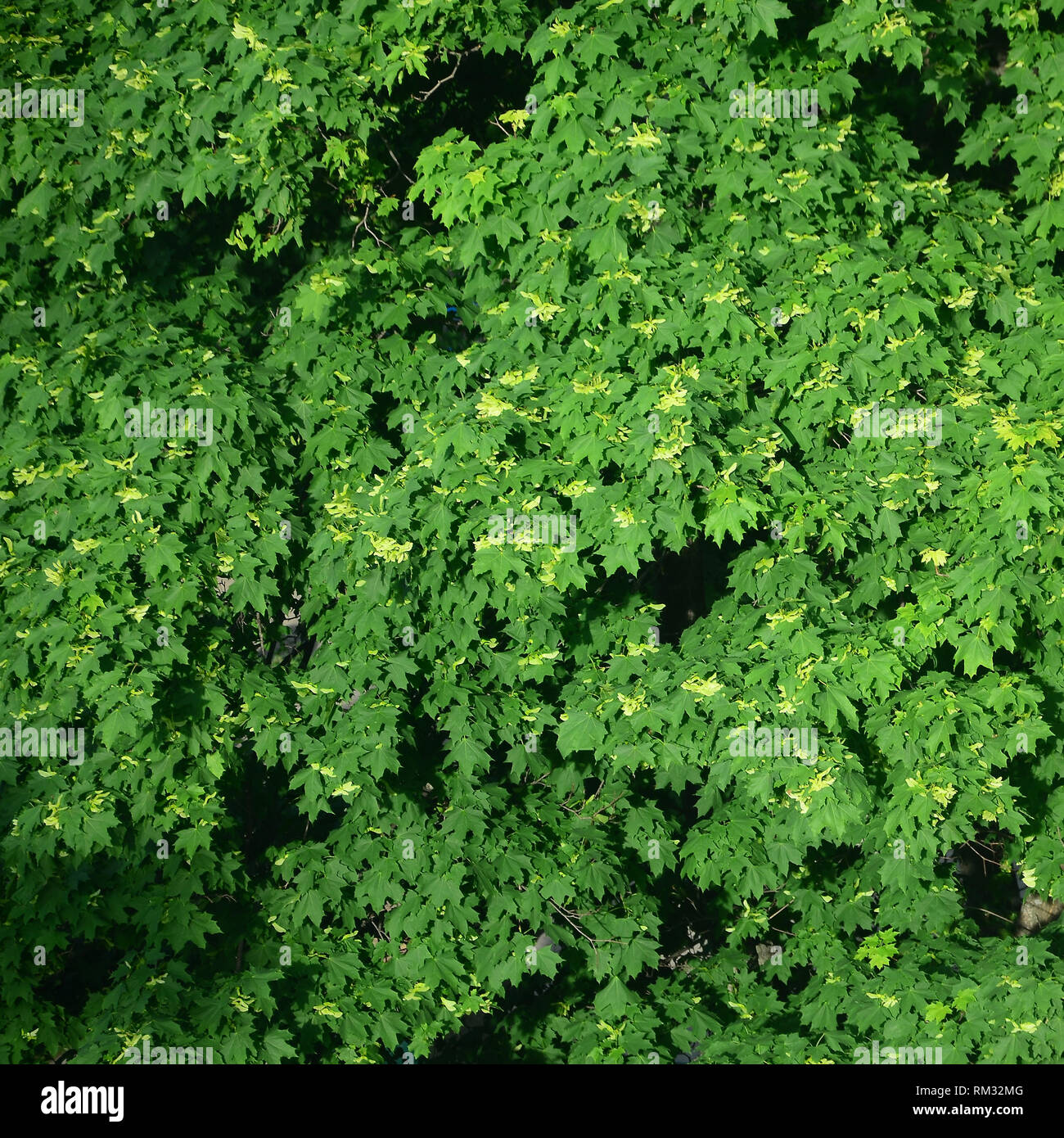 Many green flowering maple trees close up top view Stock Photo - Alamy