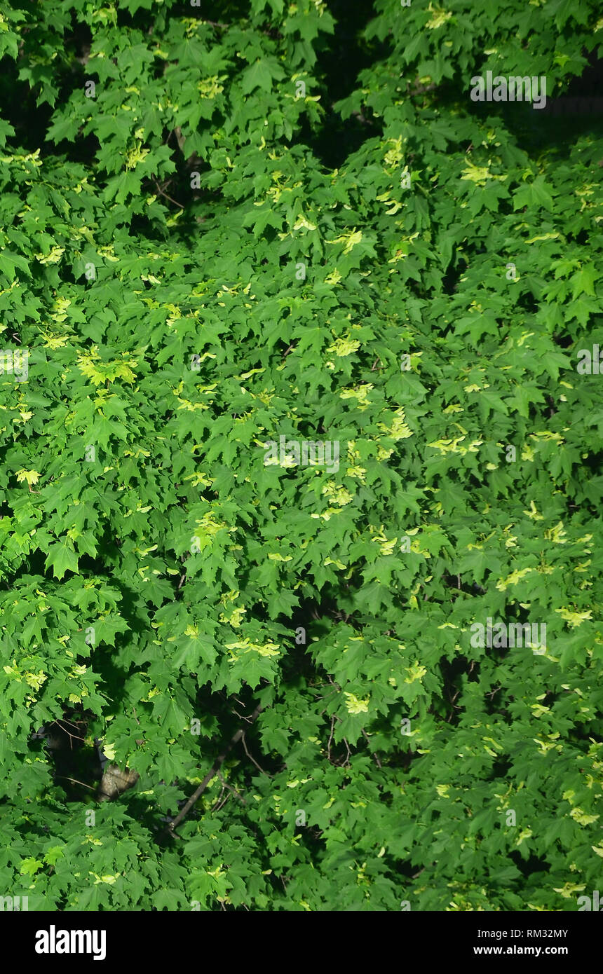 Many green flowering maple trees close up top view Stock Photo - Alamy