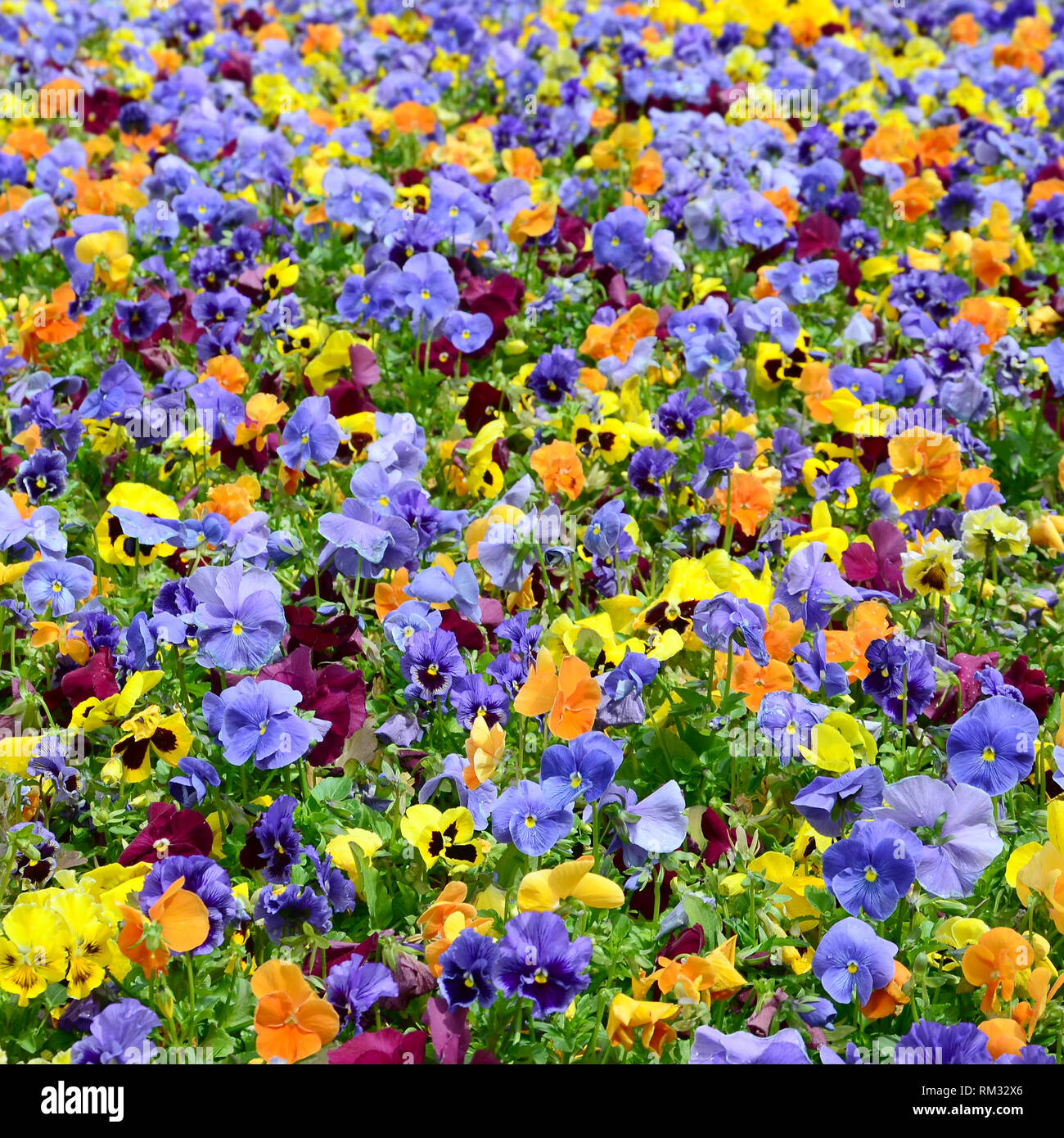 Multicolor pansy flowers or pansies as background or card. Field of ...