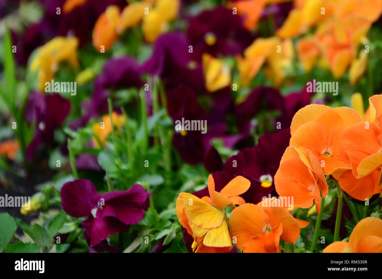 Multicolor pansy flowers or pansies as background or card. Field of ...