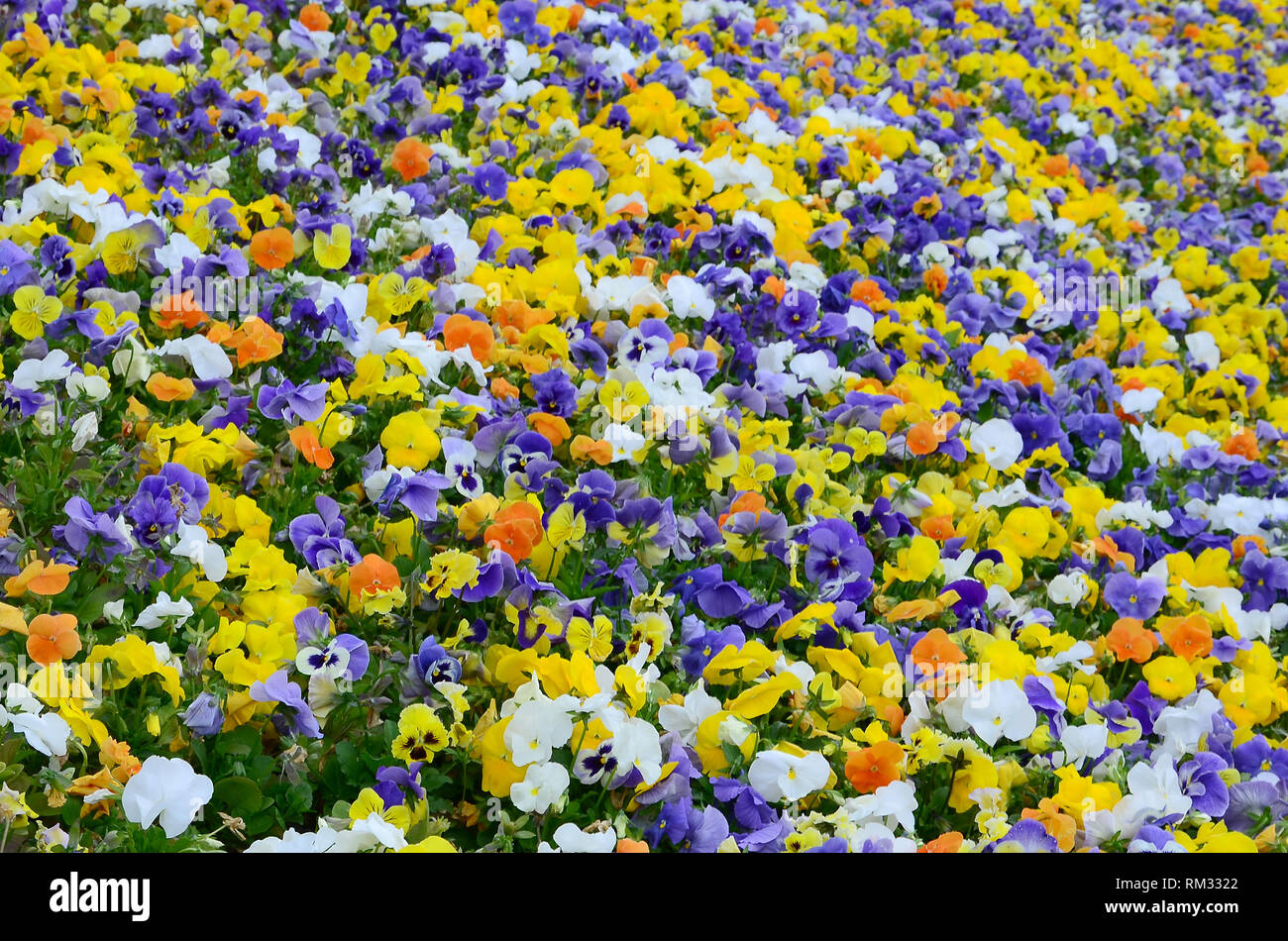 Multicolor pansy flowers or pansies as background or card. Field of ...