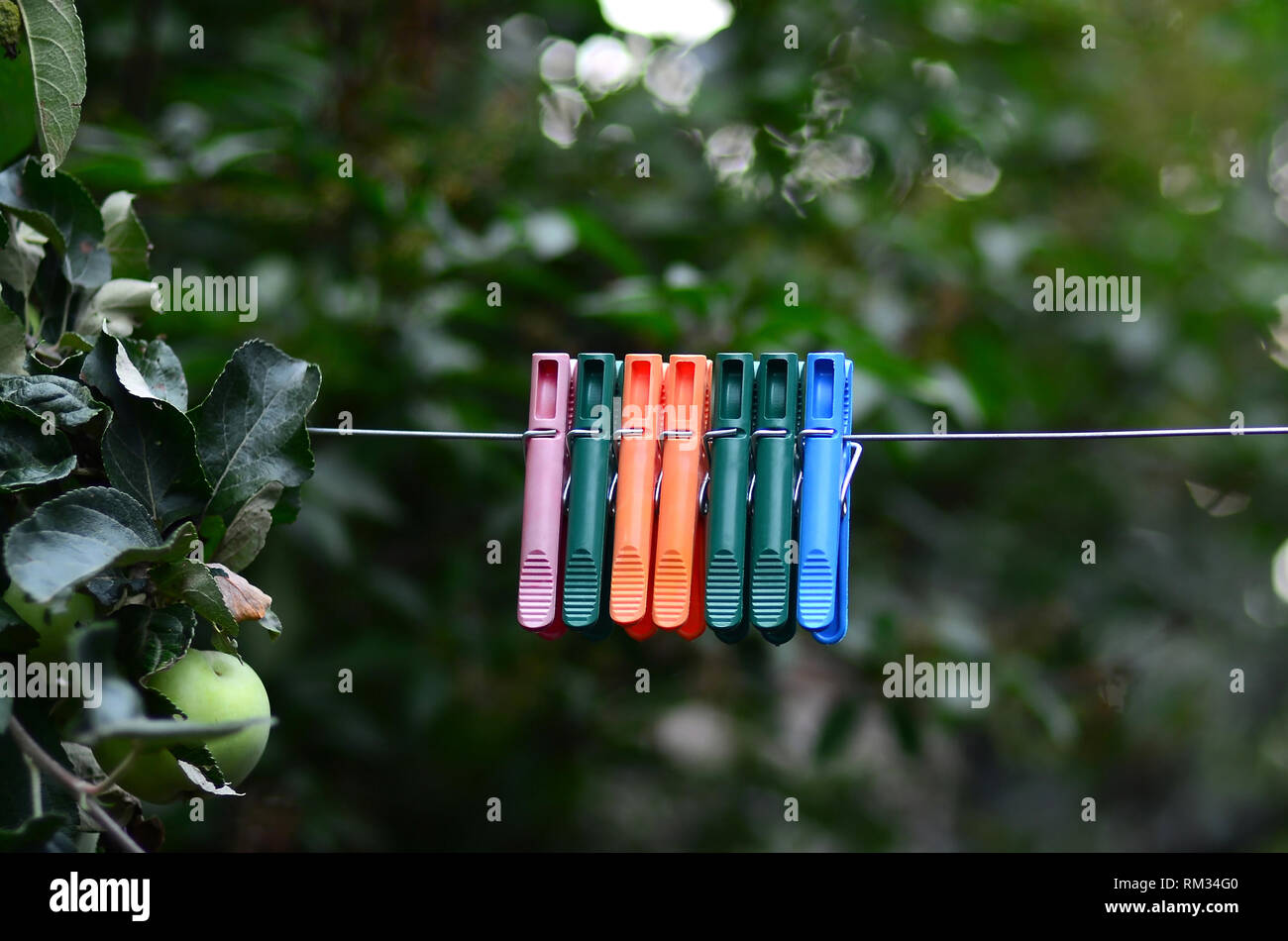 Clothespins on a rope hanging outside house, apple tree and blurred ...