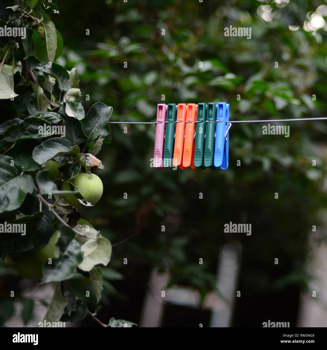 Clothespins on a rope hanging outside house, apple tree and blurred ...