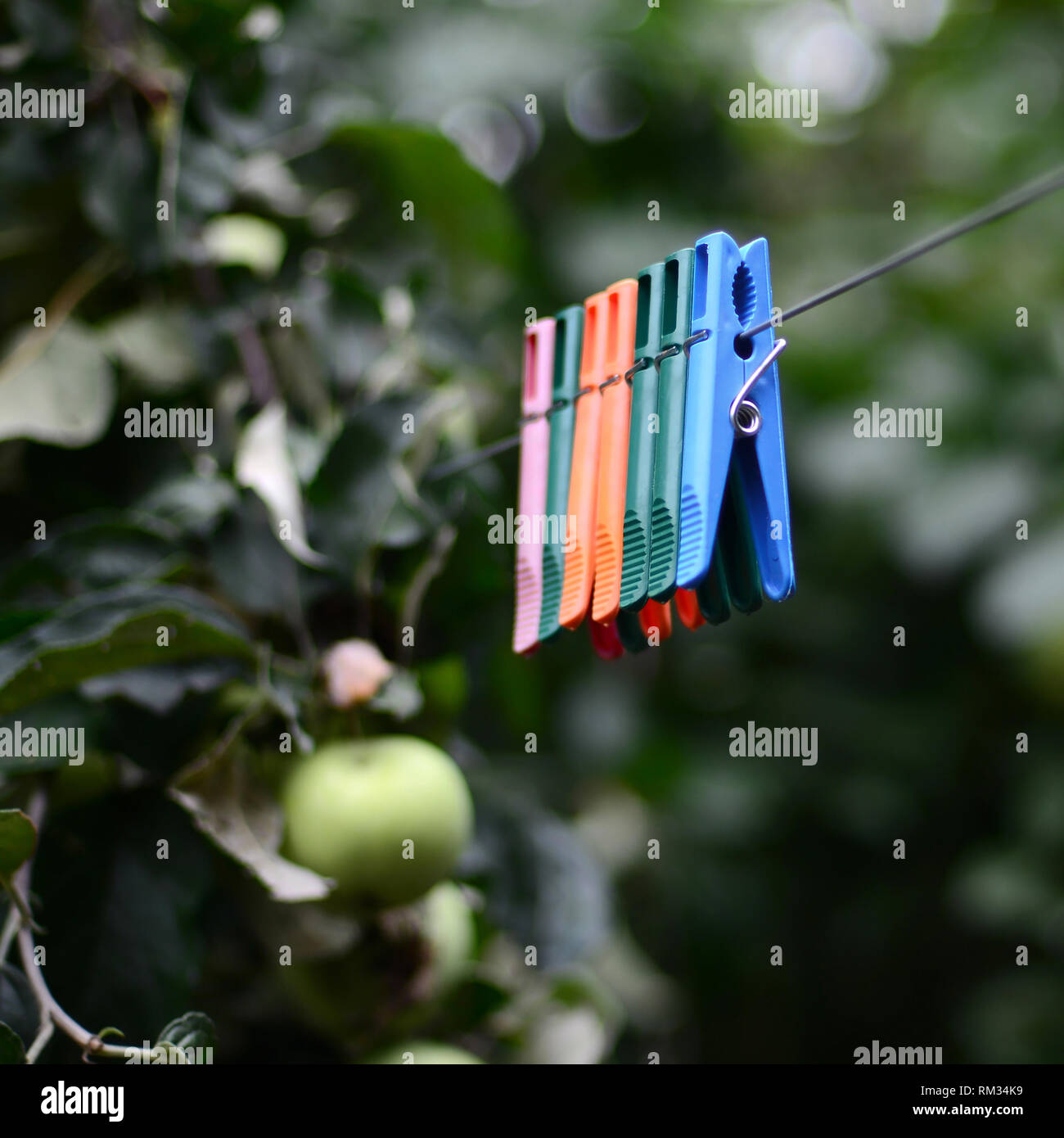 Clothespins on a rope hanging outside house, apple tree and blurred ...