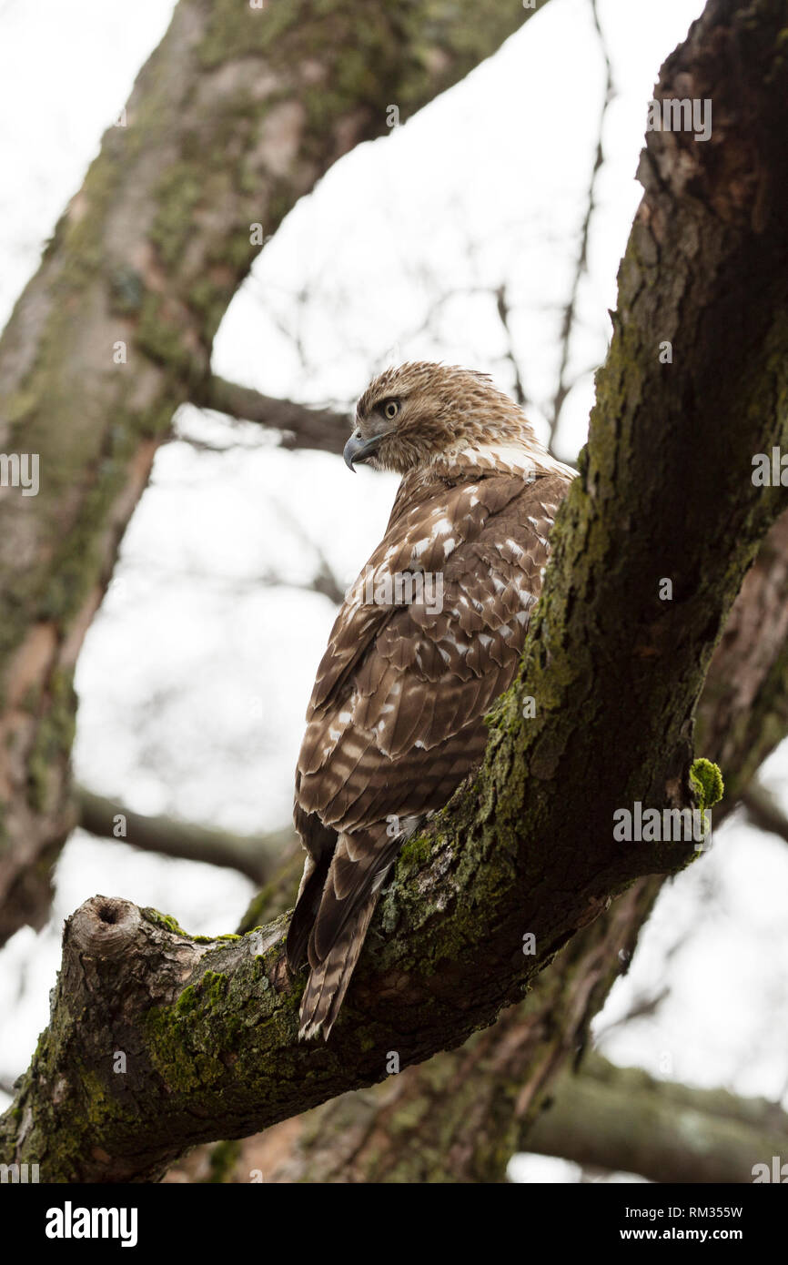 Juvenile red tailed hawk hi-res stock photography and images - Alamy