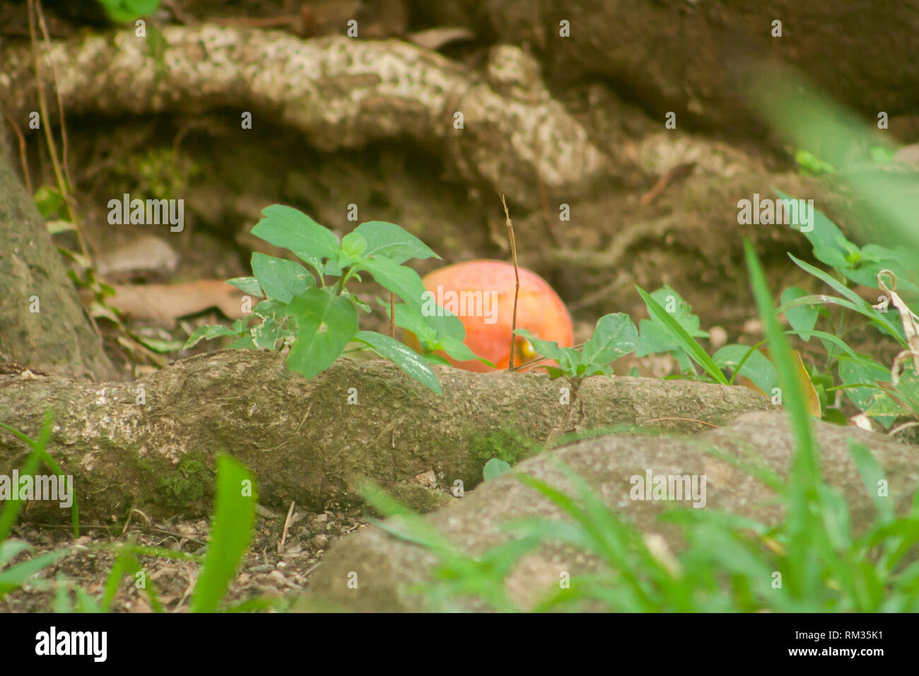 Fallen ripe mango on the ground Stock Photo - Alamy