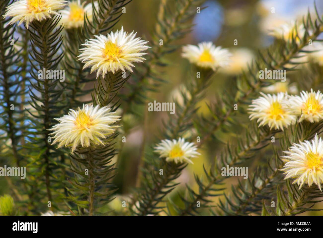Phylica pubescens, also known as Featherhead, veerkoppie and Flannel ...