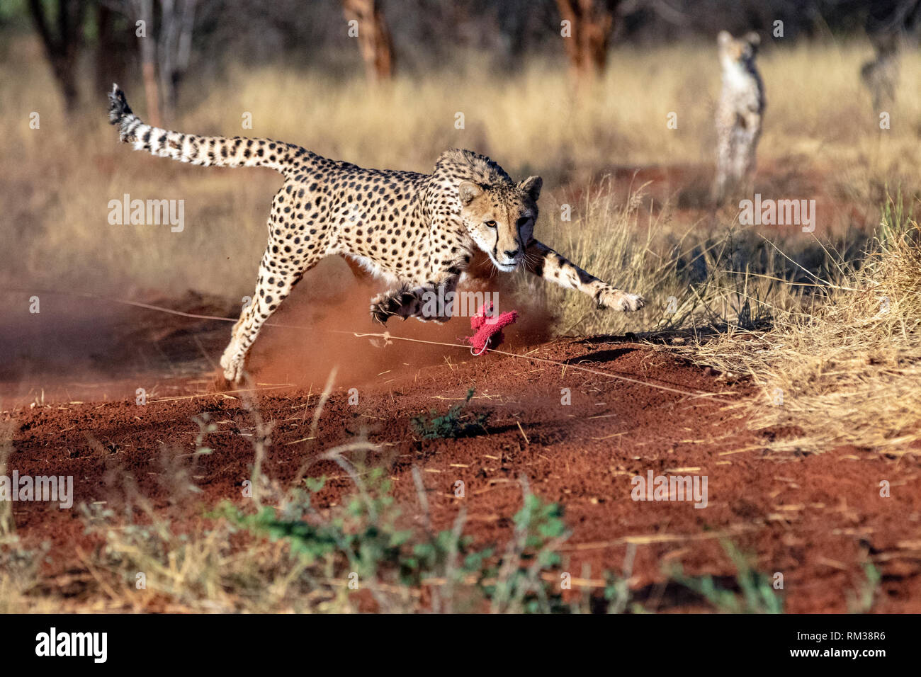 Cheetah run hi-res stock photography and images - Alamy