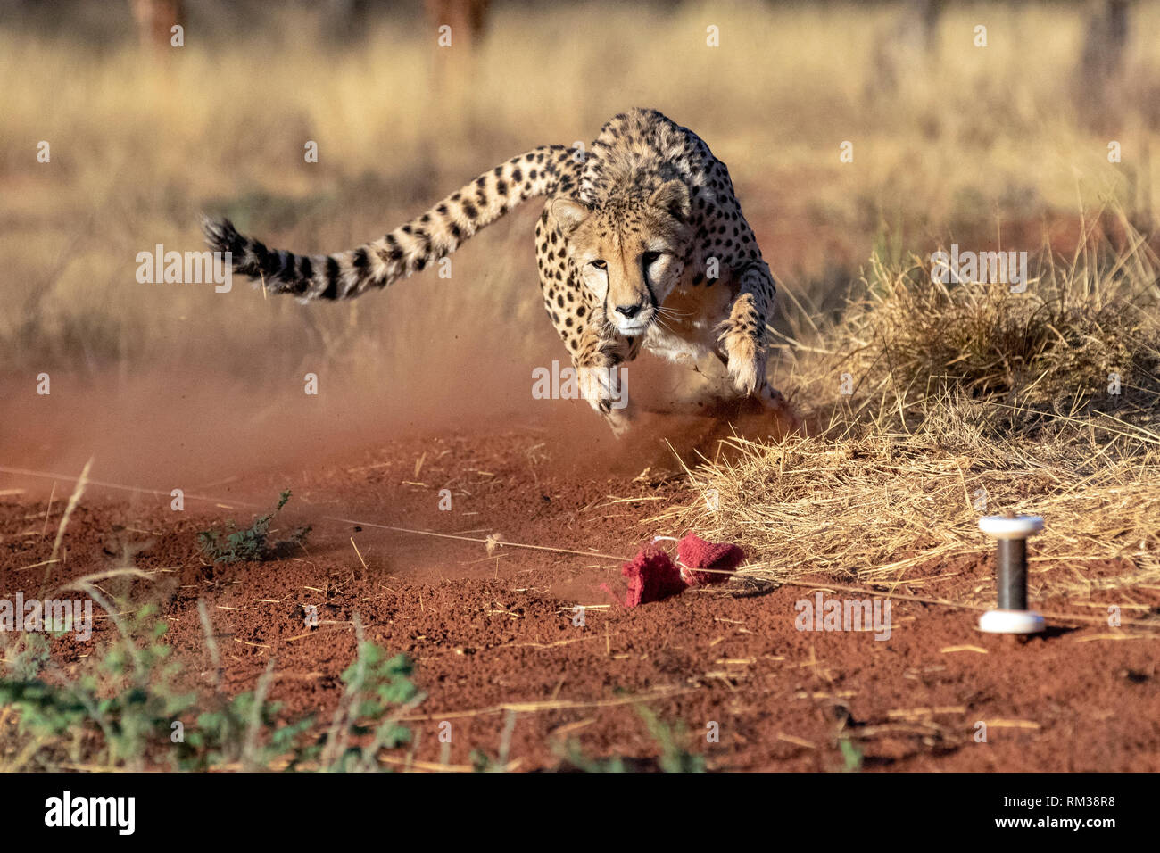 Cheetah (Acinonyx jubatus) [Captive] chasing lure for exercise ...