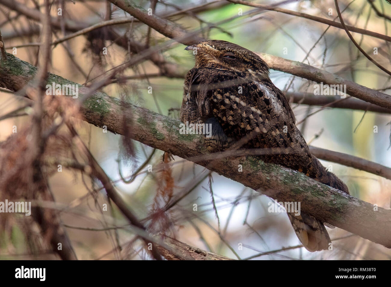 Chuck-will's-widow (Antrostomus carolinensis) - Green Cay Wetlands ...