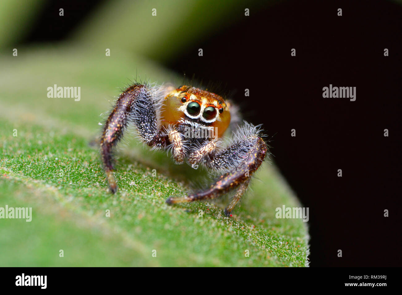 Male jumping spider, Thyene imperialis, Satara, Maharashtra, India ...