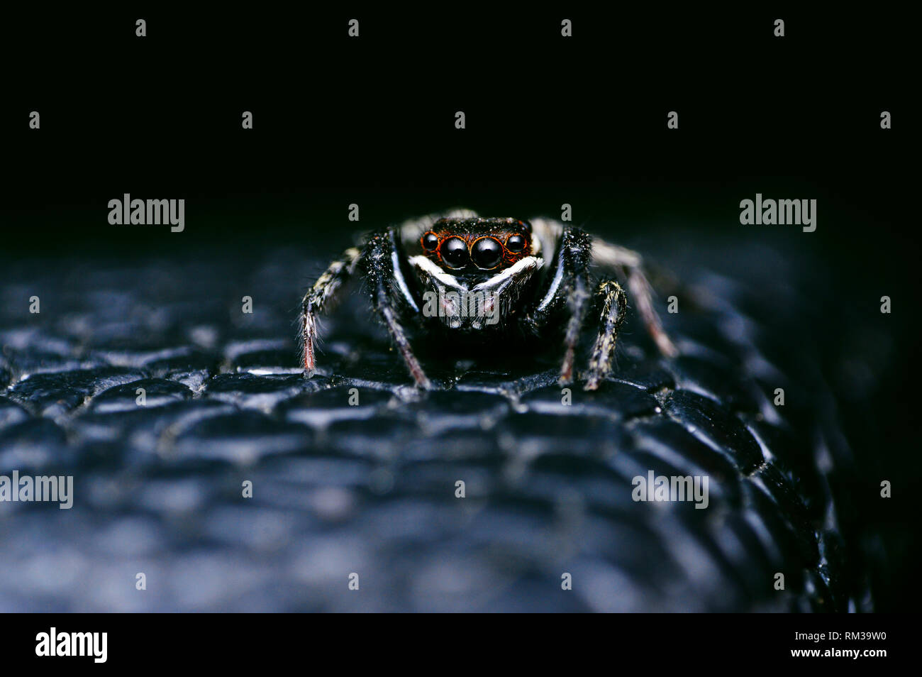 Jumping Spider - Hasarius adansoni, Satara, Maharashtra, India Stock ...