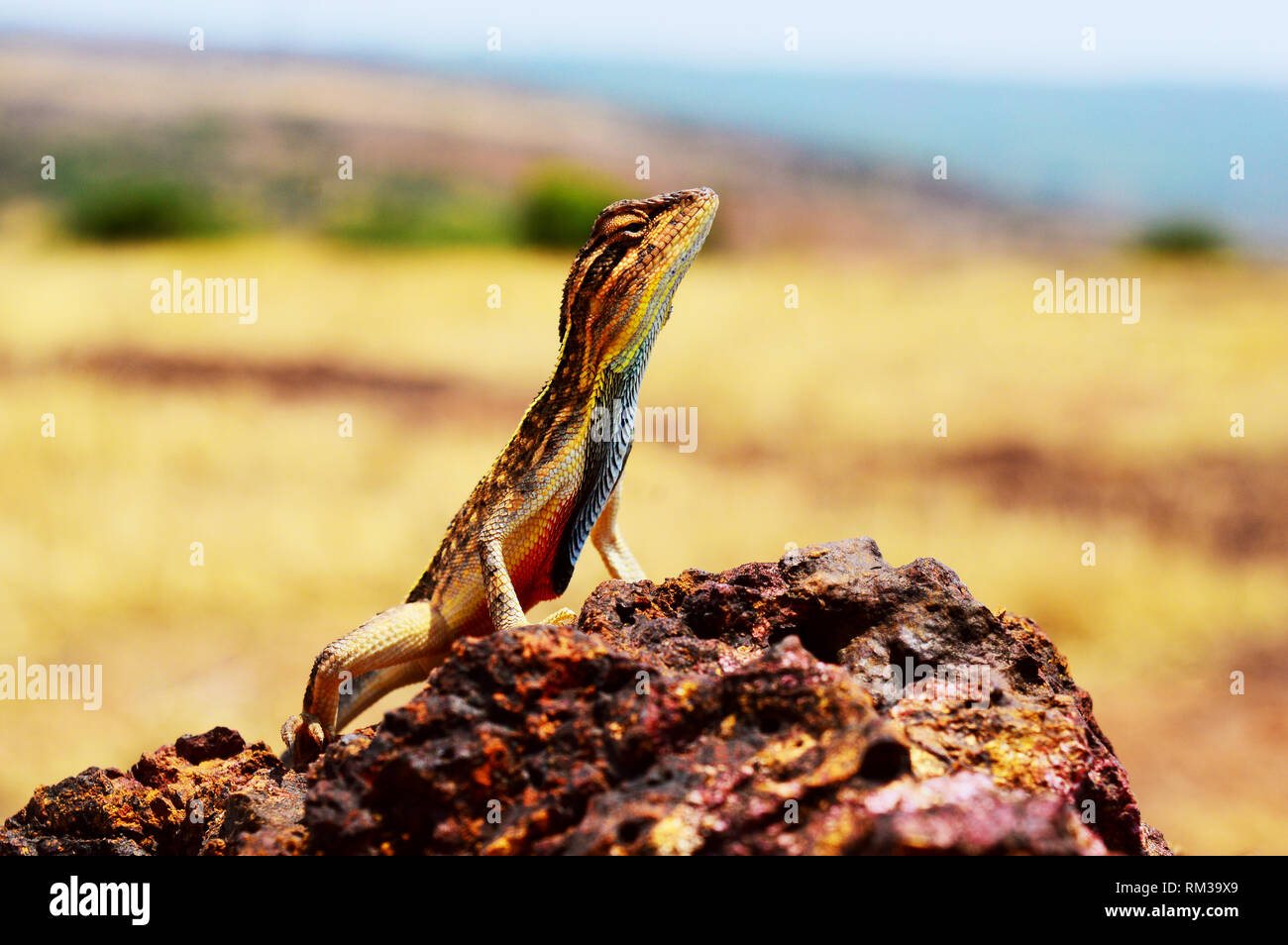 Fan throated lizard, Sitana ponticeriana, Satara district, Maharashtra ...