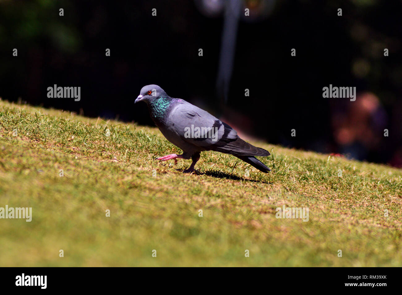 Pigeon, Columbia livia, Pune district, Maharashtra, India Stock Photo ...