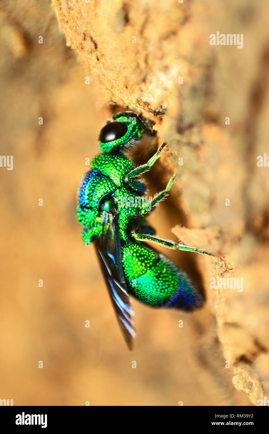 Chrysididae High Resolution Stock Photography and Images - Alamy