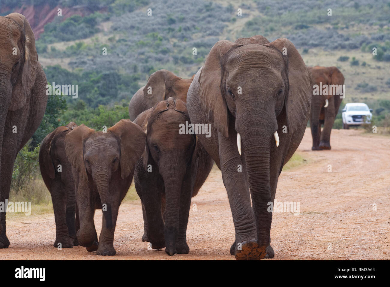 Safari vehicle in front elephant hi-res stock photography and images ...