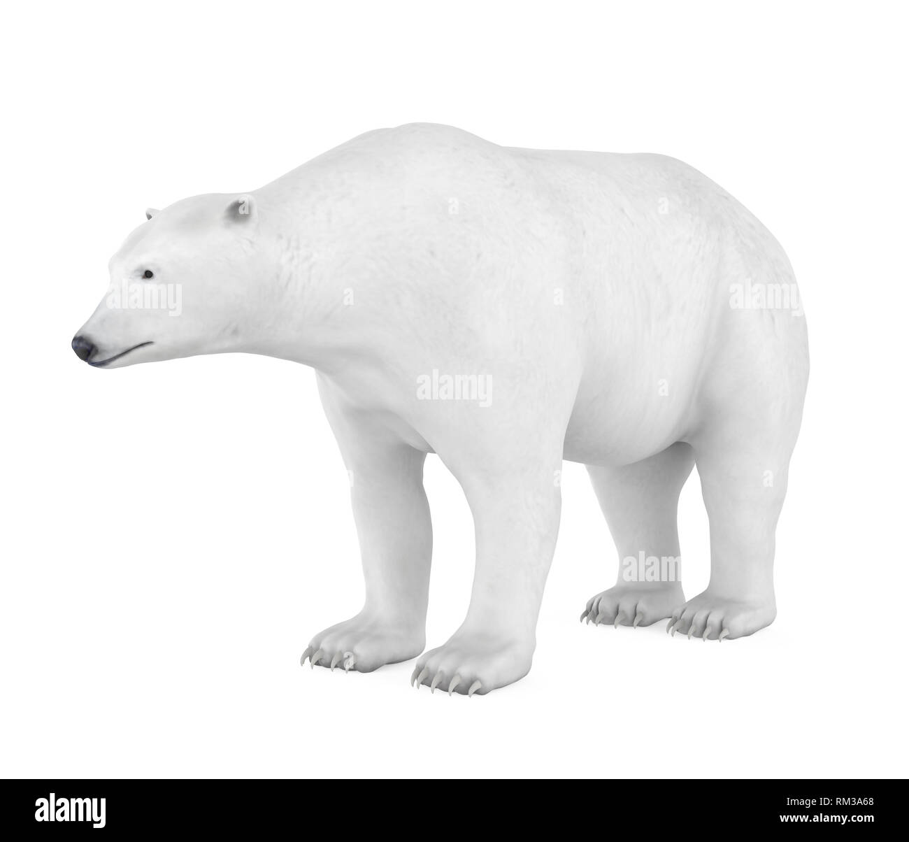 Polar Bear Isolated Stock Photo - Alamy