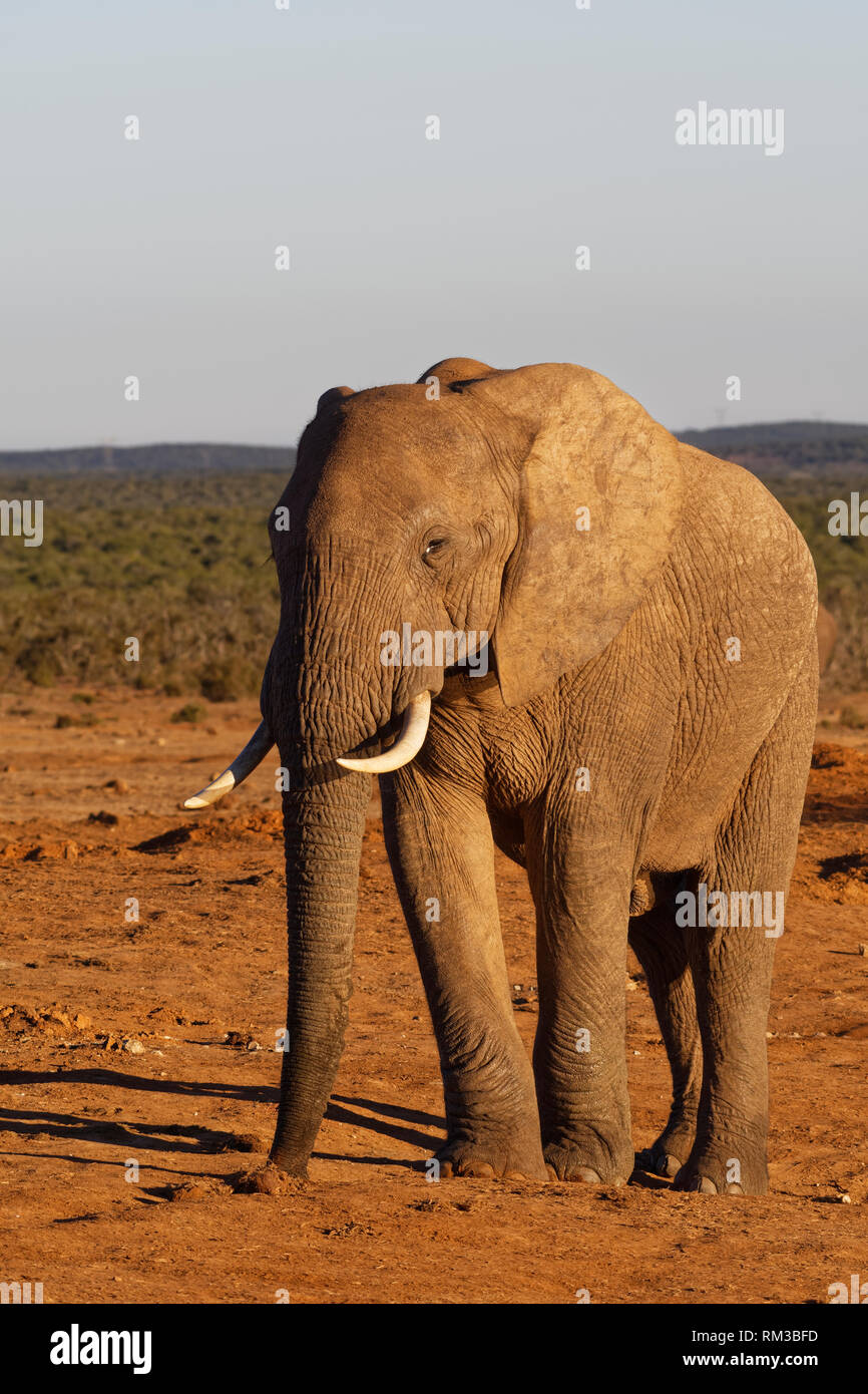 African bush elephant (Loxodonta africana), adult male, standing at a ...