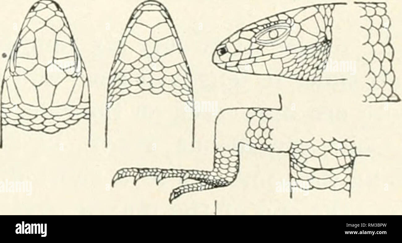 . Annual report of the Board of Regents of the Smithsonian Institution ...