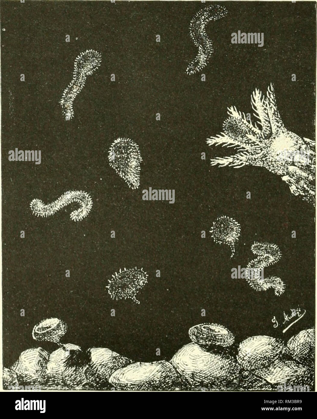 Polyps opened hi-res stock photography and images - Alamy