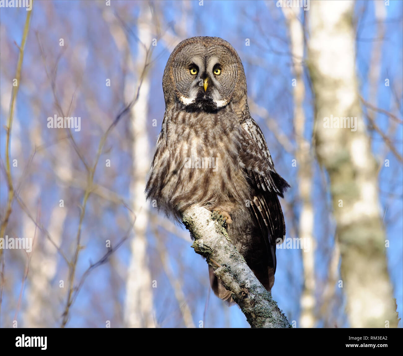 Great Gray Owl Full Body