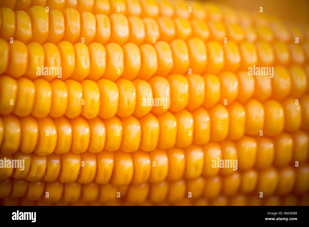 Maize corn zea mays stalk hi-res stock photography and images - Alamy