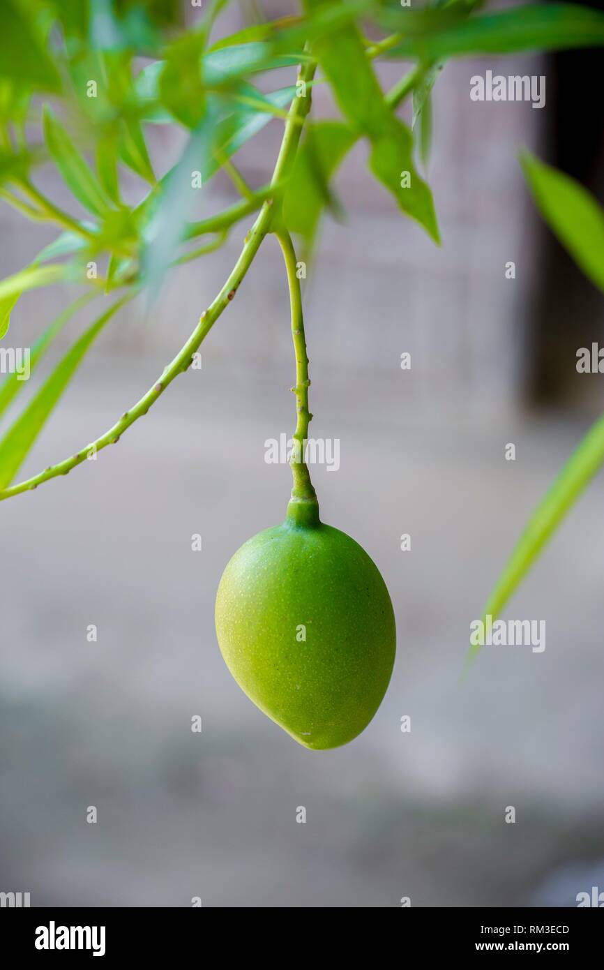 Mango cultivation hi-res stock photography and images - Alamy