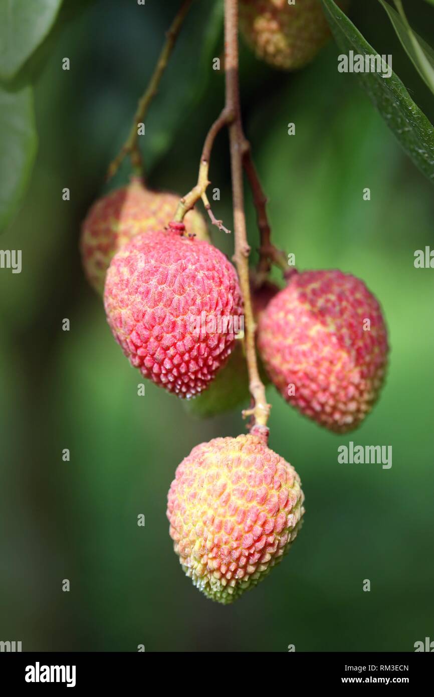 Lychee Bangladesh High Resolution Stock Photography and Images - Alamy