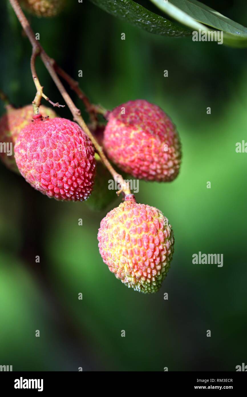 Lychee bangladesh hi-res stock photography and images - Alamy