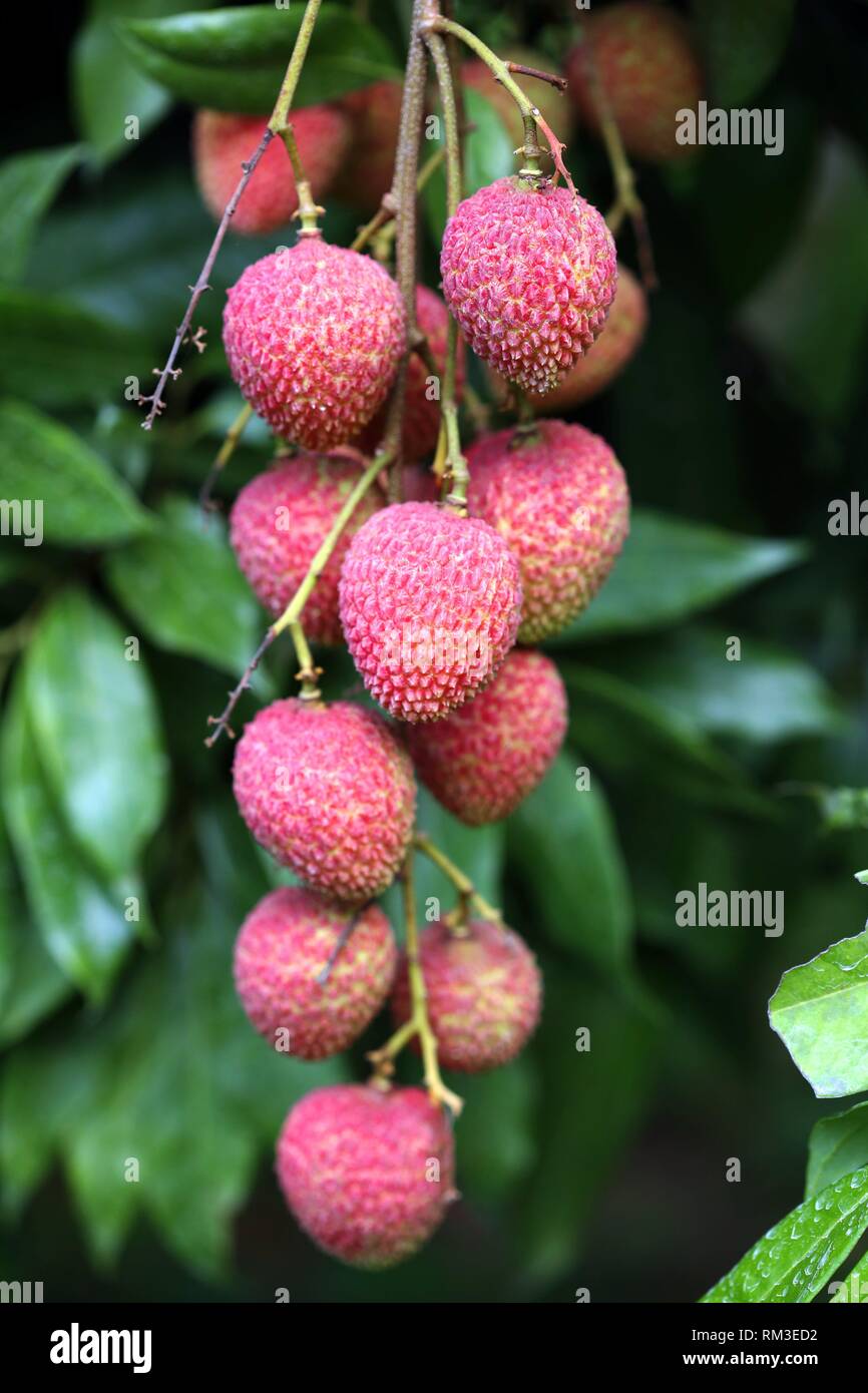 Lychee Bangladesh Stock Photos & Lychee Bangladesh Stock Images - Alamy