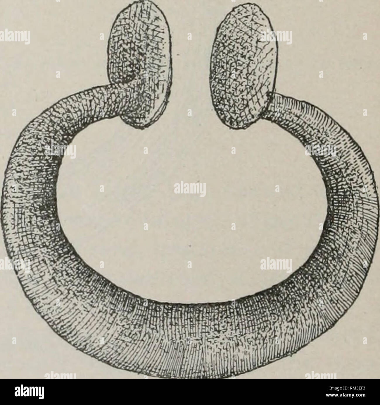 Torque celtic hi-res stock photography and images - Alamy