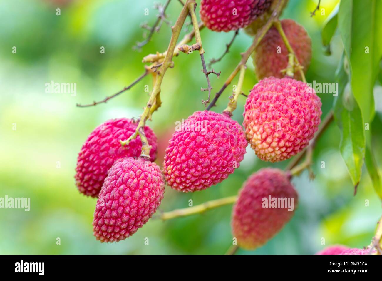 Lychee flavor hi-res stock photography and images - Alamy