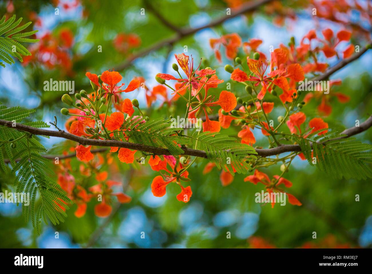 Krishnachura flower hi-res stock photography and images - Alamy