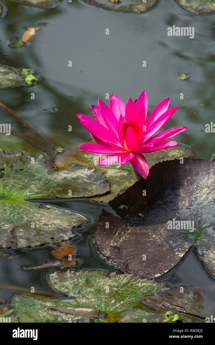 Indian red water lily hi-res stock photography and images - Alamy