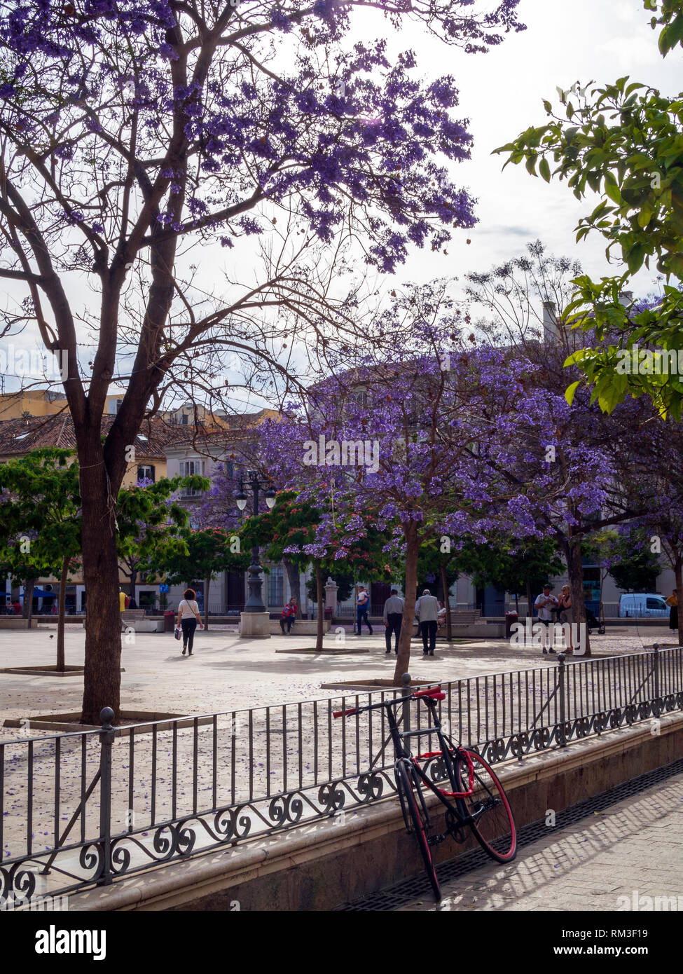 A flowering jacaranda tree on the Plaza de la Merced, Malaga, Spain ...